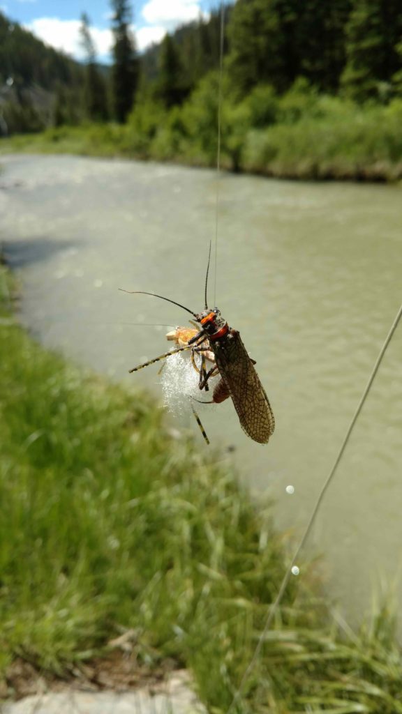 The Eddy Line: Salmon-fly showdown | Explore Big Sky