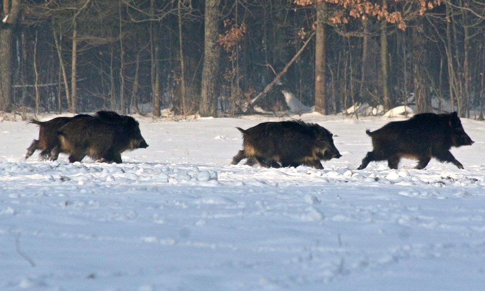 The New West: Are we ready for the feral hog invasion? | Explore Big Sky