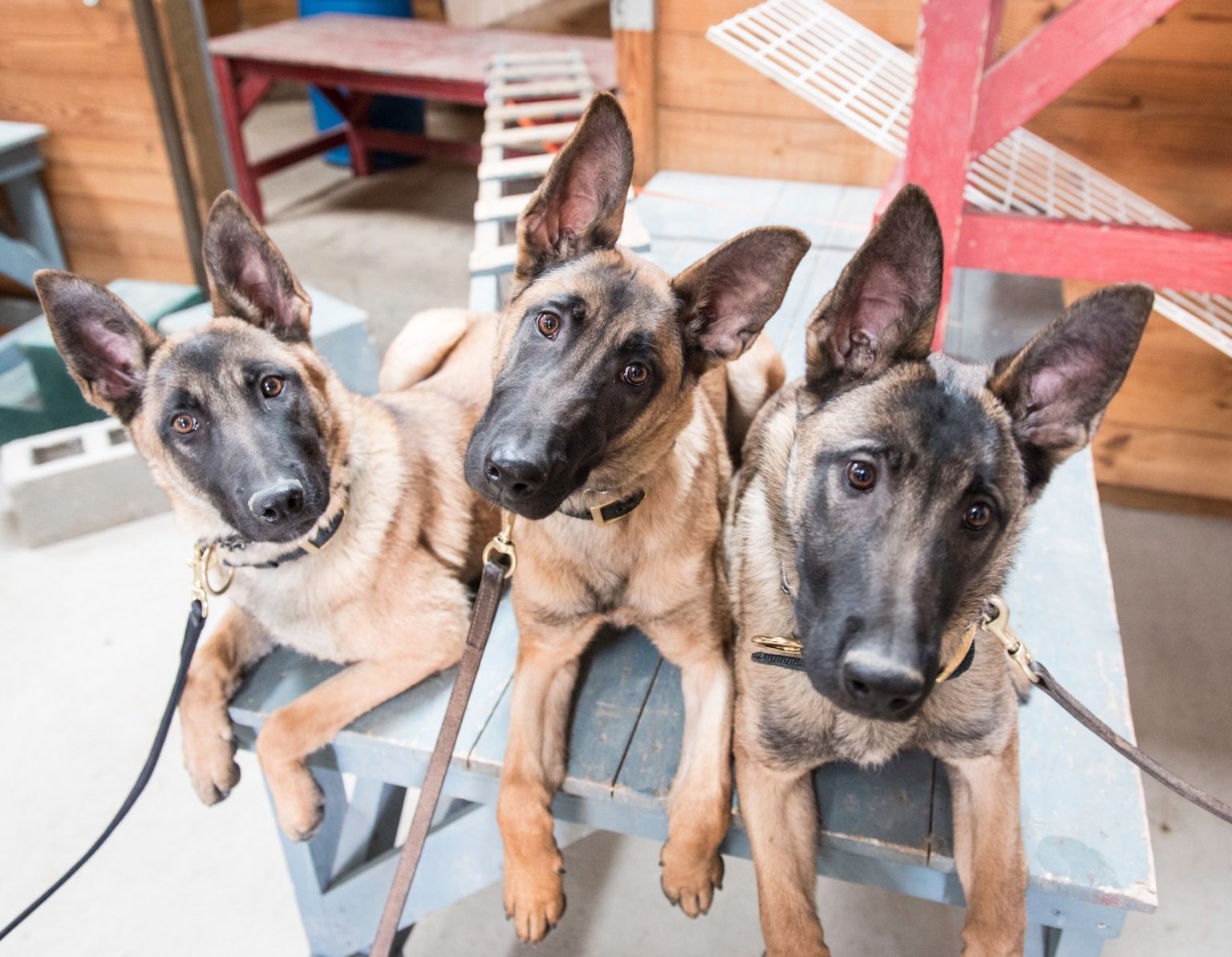 Svalinn Dogs: The best of man’s best friend | Explore Big Sky