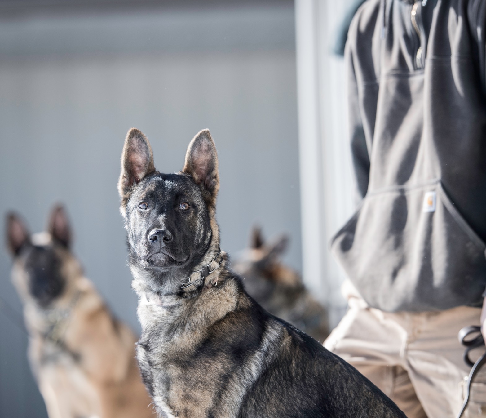 Svalinn Dogs: The best of man’s best friend | Explore Big Sky