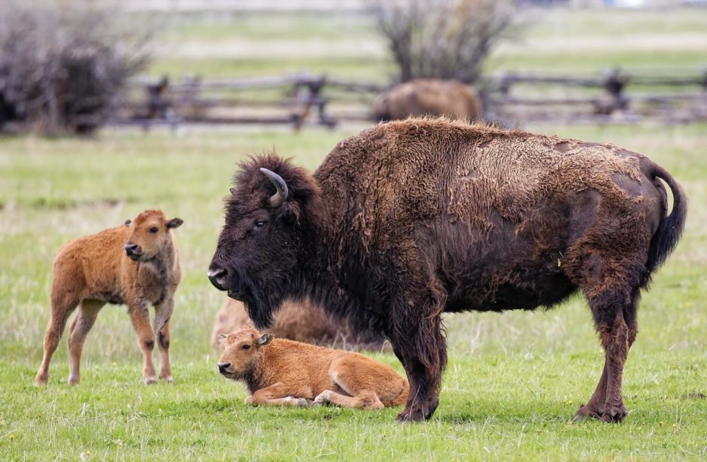Rare white bison born in Bitterroot | Explore Big Sky