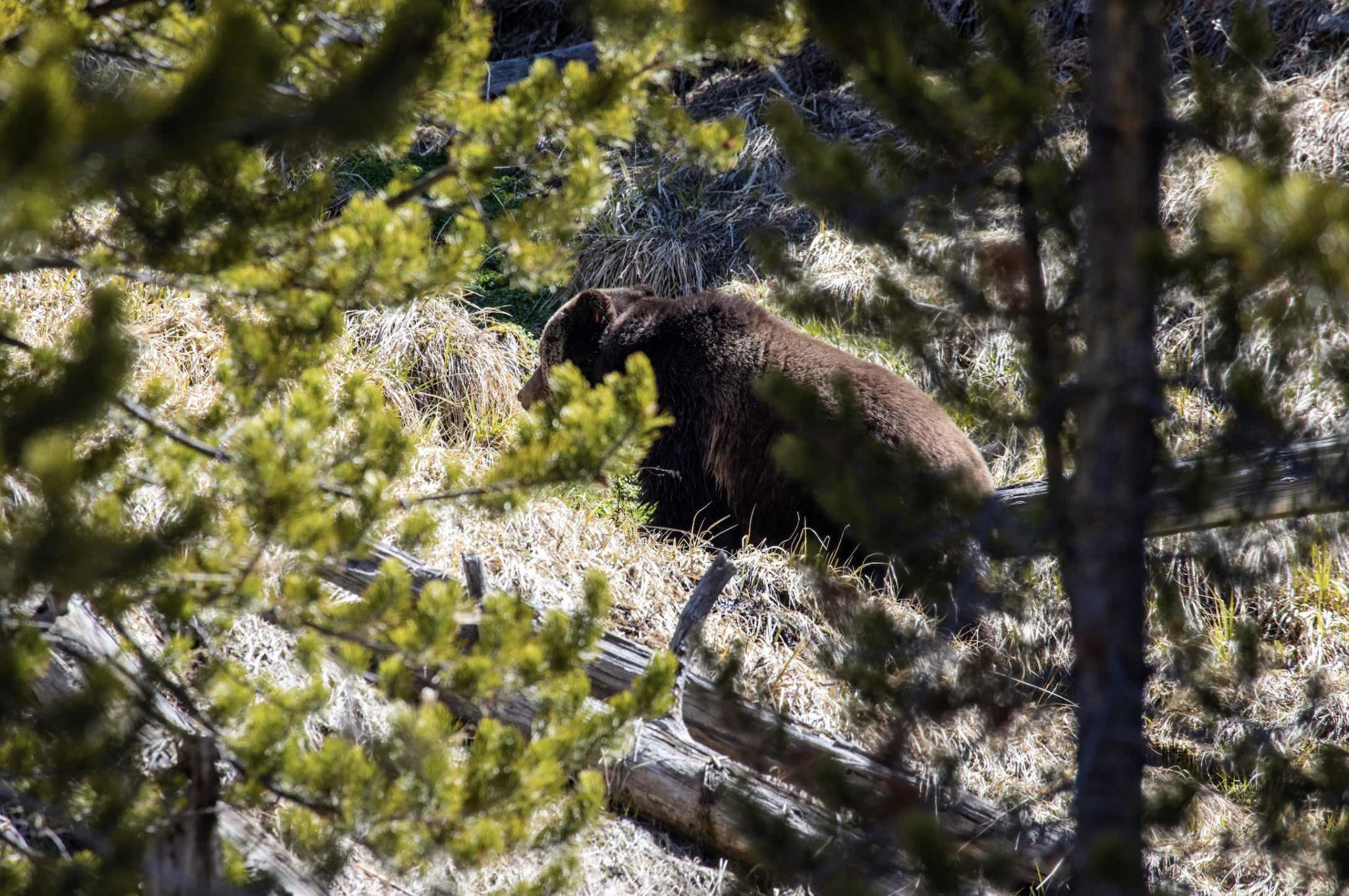 Two grizzlies killed after recent conflicts in the Paradise Valley ...