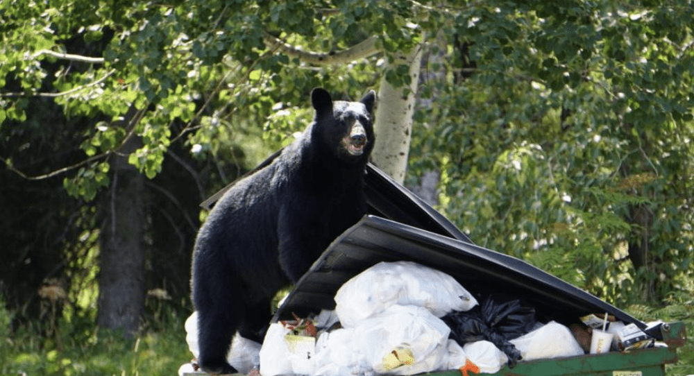 The problem of the urban bear | Explore Big Sky