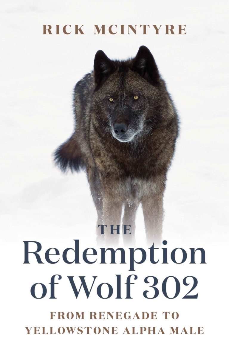 River Books presents: Rick McIntyre on Yellowstone wolves | Explore Big Sky