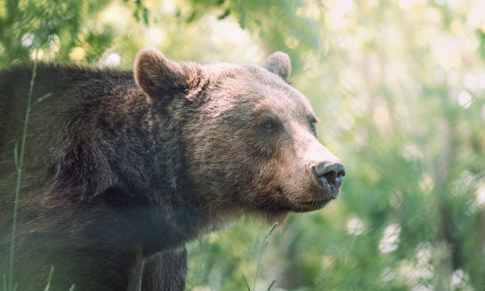 Several grizzly bears reported in northern Bitterroot Valley in August ...