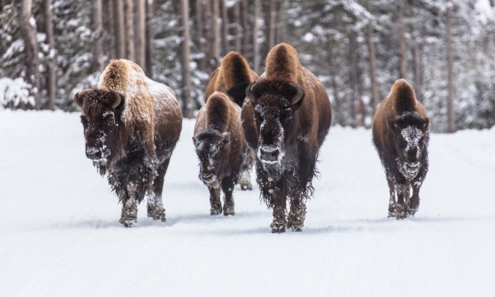 American Prairie transfers bison to tribal nations | Explore Big Sky