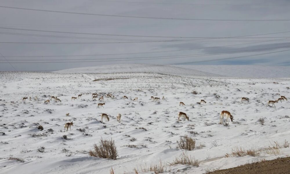 Rare ‘inverted’ snowpack magnified winter’s heavy toll on wildlife ...