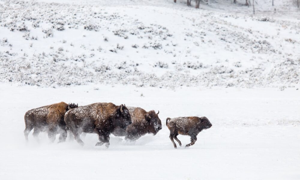 Record number of bison killed just outside Yellowstone National Park ...