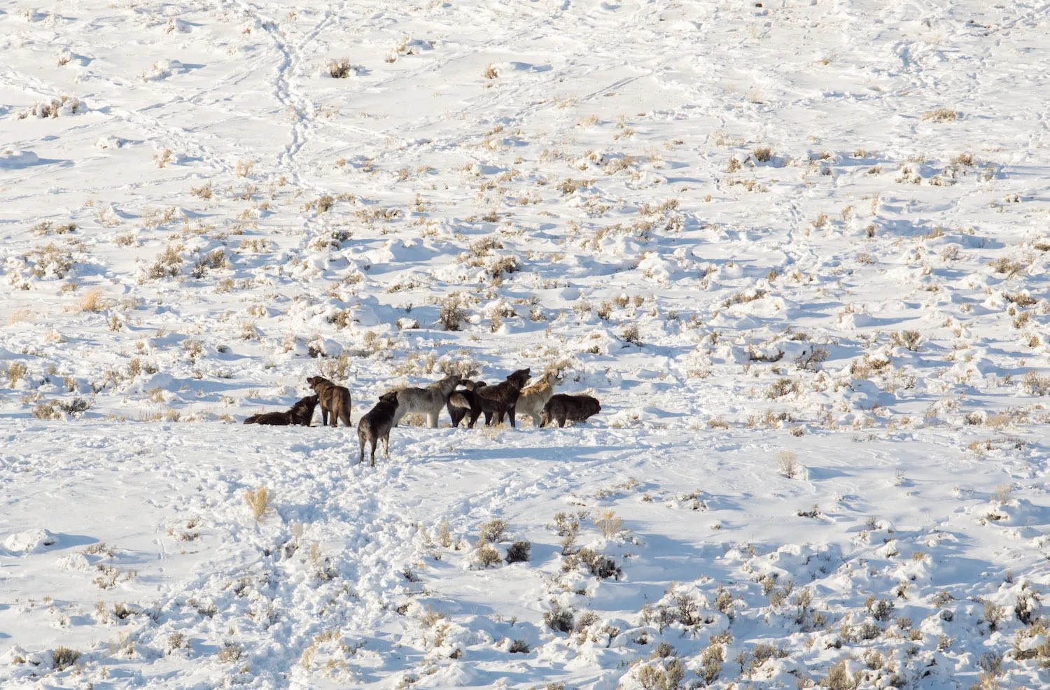 Wolf killing and the consequences of disturbing pack dynamics | Explore ...