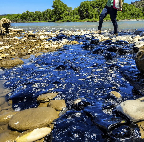 Cleanup begins after asphalt binder spill into Montana’s Yellowstone ...