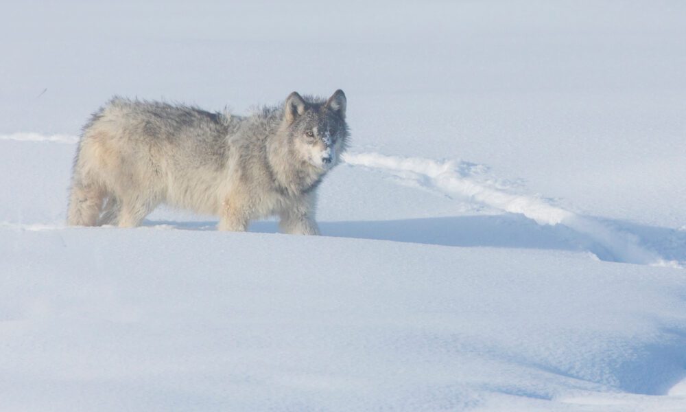 New leader selected for Yellowstone National Park Wolf Project ...