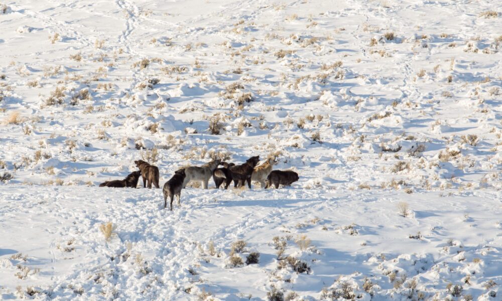 Dispatches from the Wild: Wolves recolonized northwestern Montana long ...